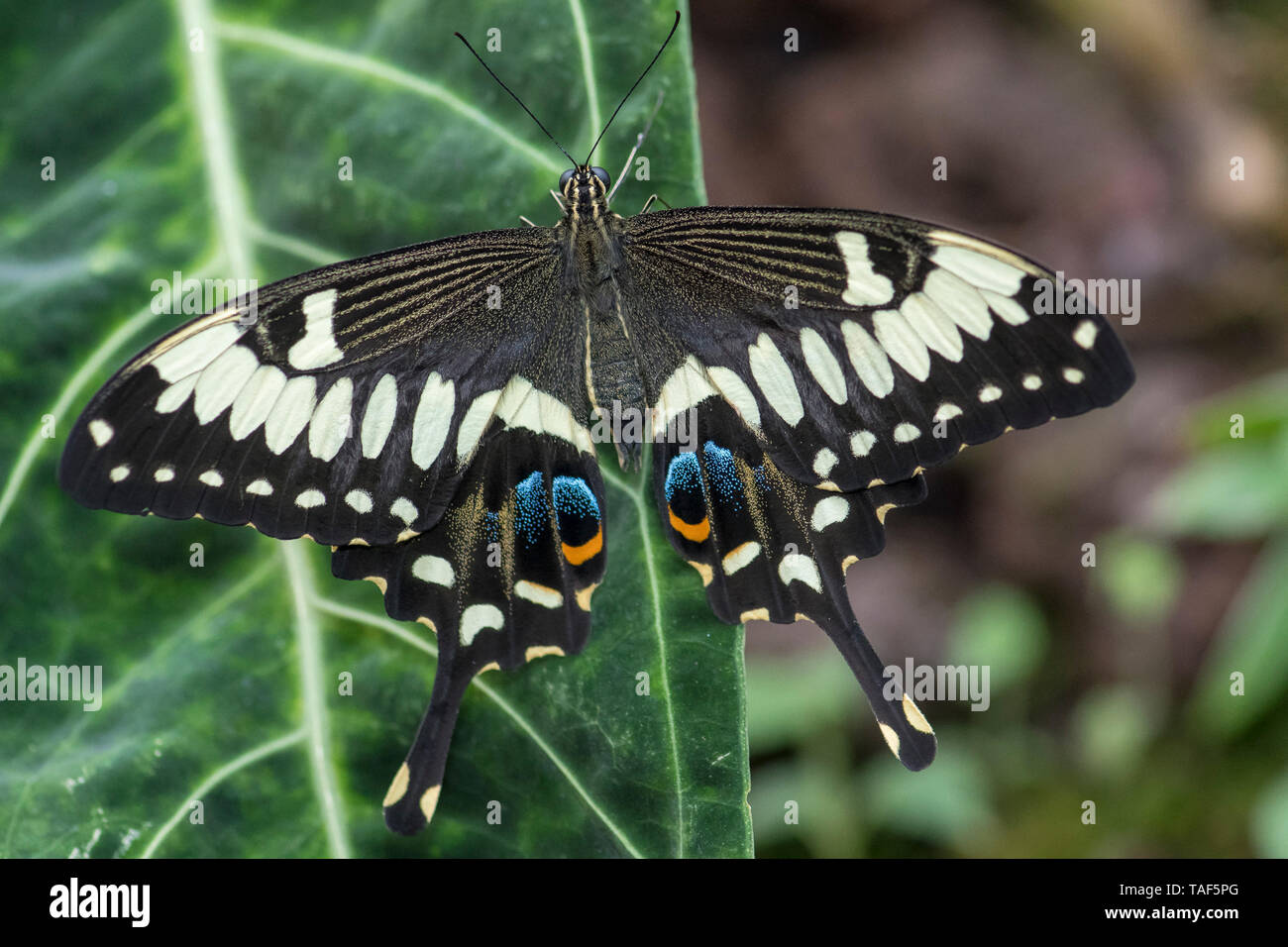 Emperor Swallowtail High Resolution Stock Photography and Images - Alamy
