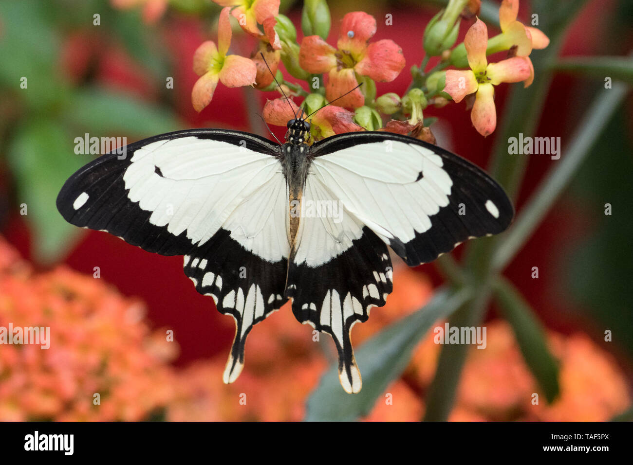 African swallowtail hi-res stock photography and images - Alamy