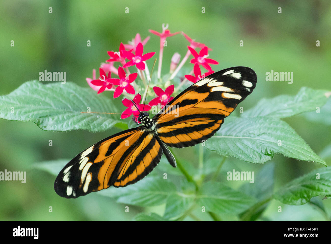 Ismenius tiger (Heliconius ismenius) on flowers, Greenhouse of the ...