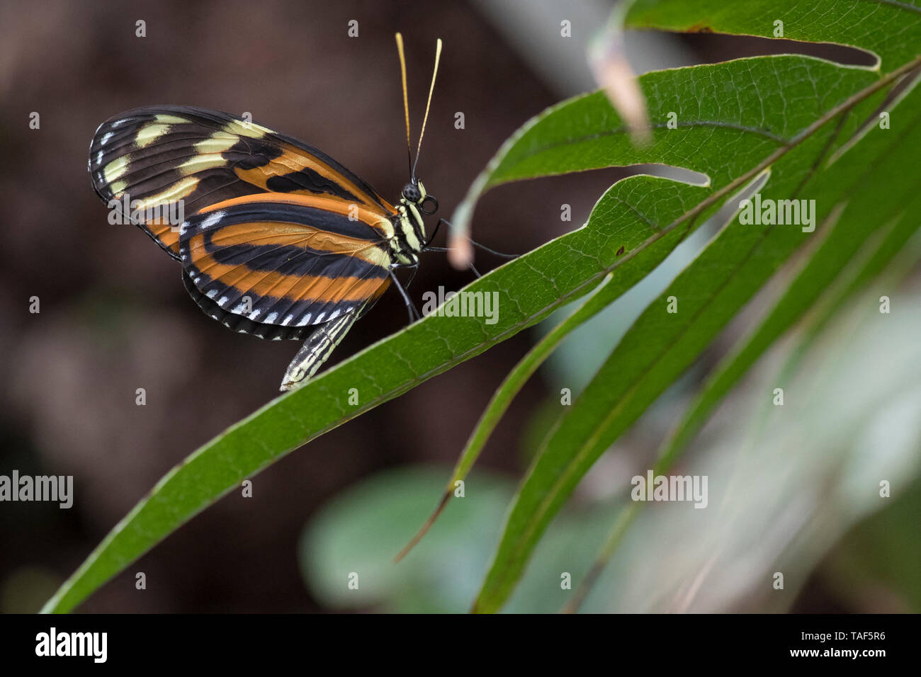 Ismenius tiger (Heliconius ismenius) on a leaf, Greenhouse of the ...