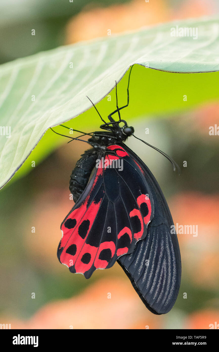 Scarlet Mormon (Papilio rumanzovia) on leaf, Greenhouse of the ...