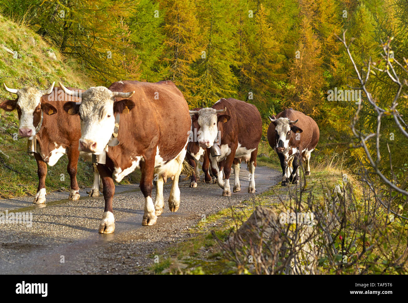 Abundance cows walking on a track, mechanical milking outdoors, in ...