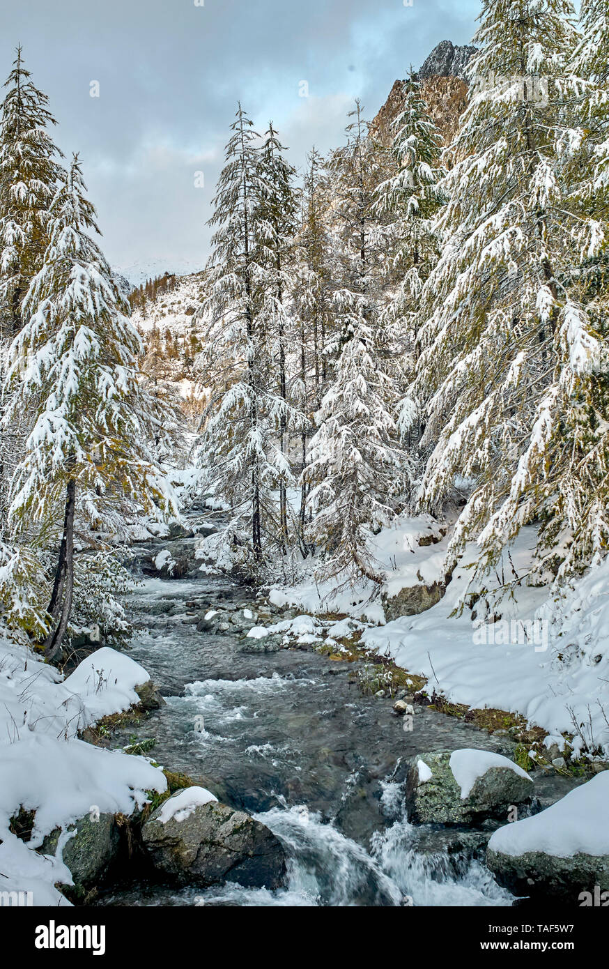 Larches larix sp hi-res stock photography and images - Alamy