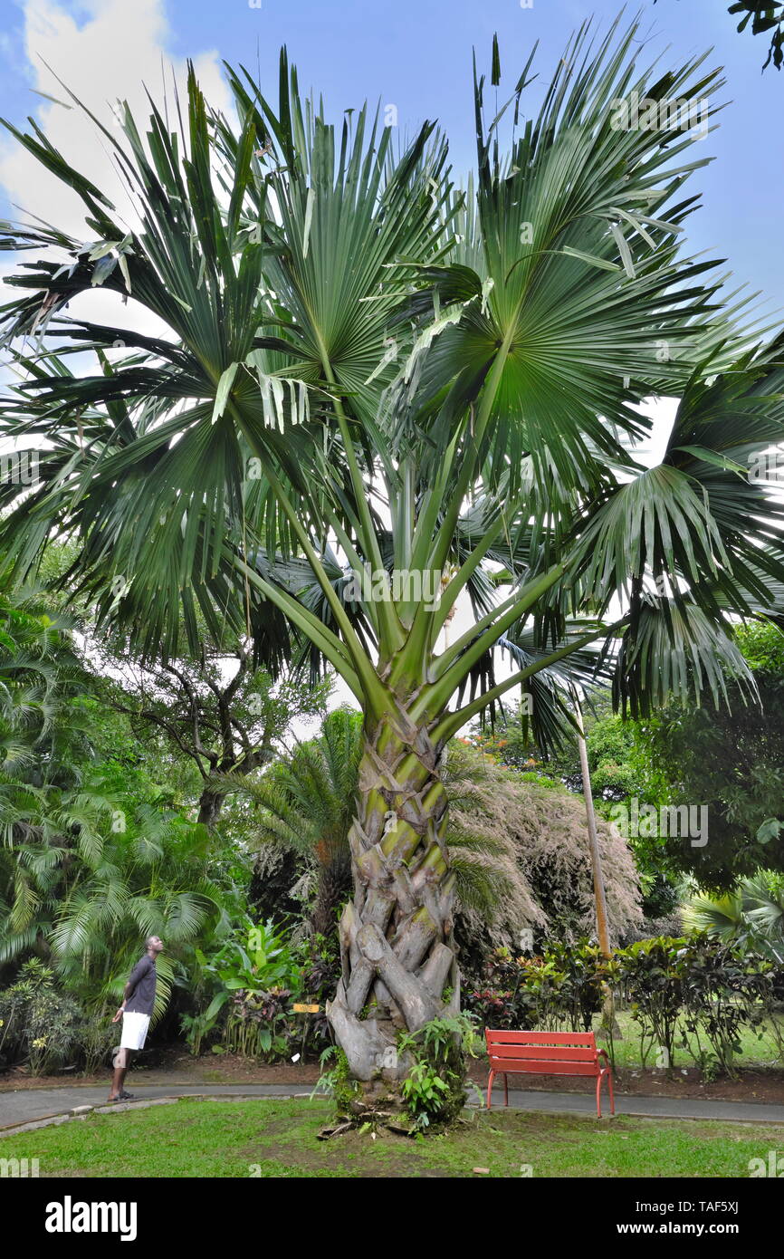 Corypha hi-res stock photography and images - Alamy