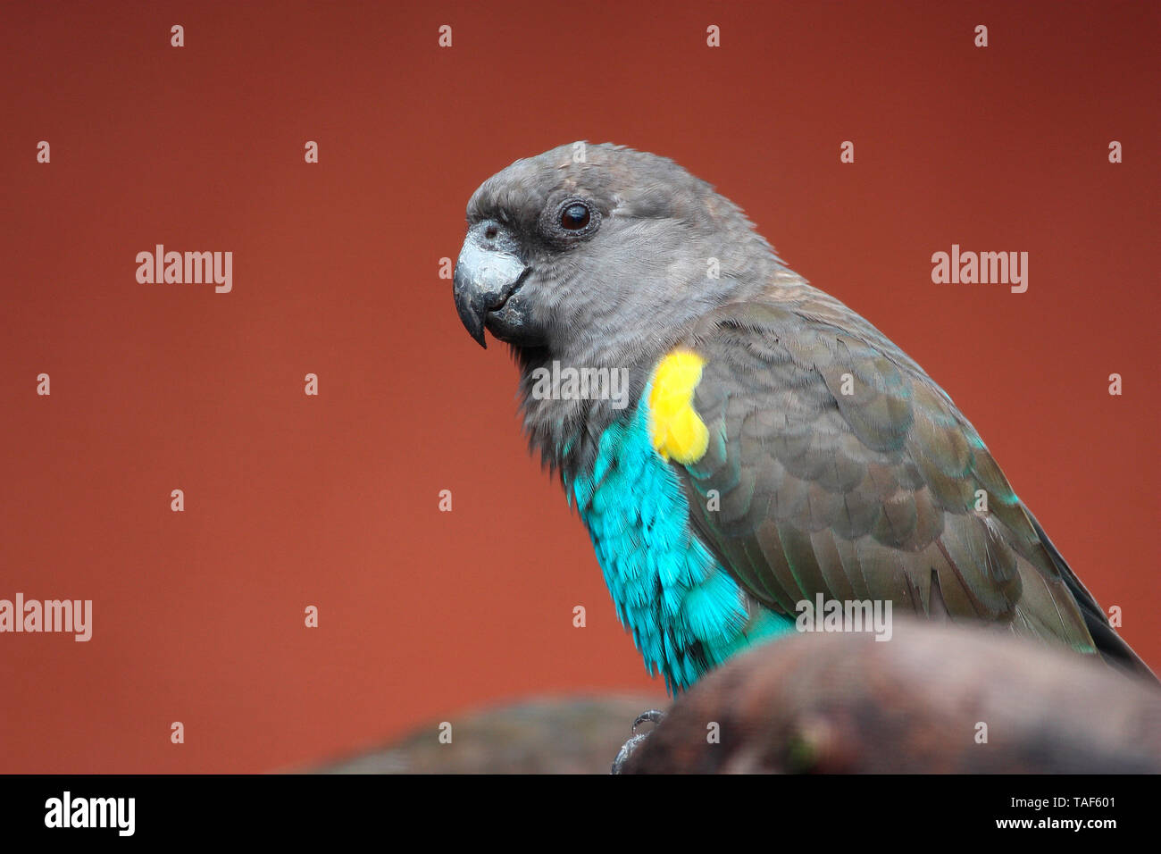 Young Meyer parrot (Poicephalus meyeri) perched near a building, South ...