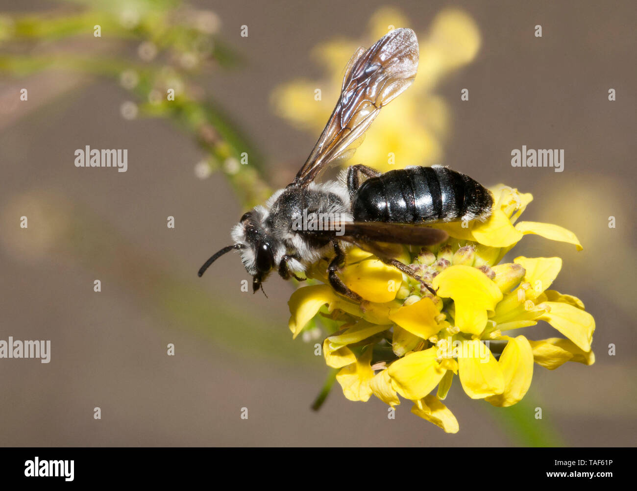 Brassicaceae hi-res stock photography and images - Alamy