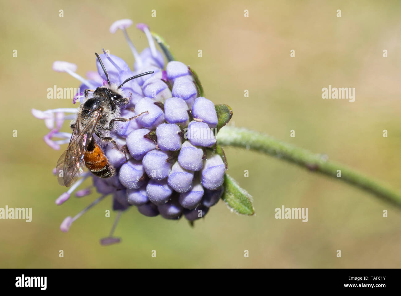 Family dipsacaceae hi-res stock photography and images - Alamy