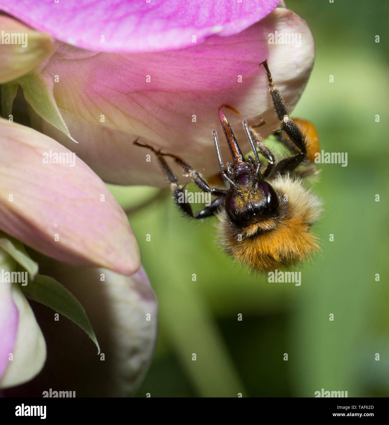 Bumblebee fishes hi-res stock photography and images - Alamy