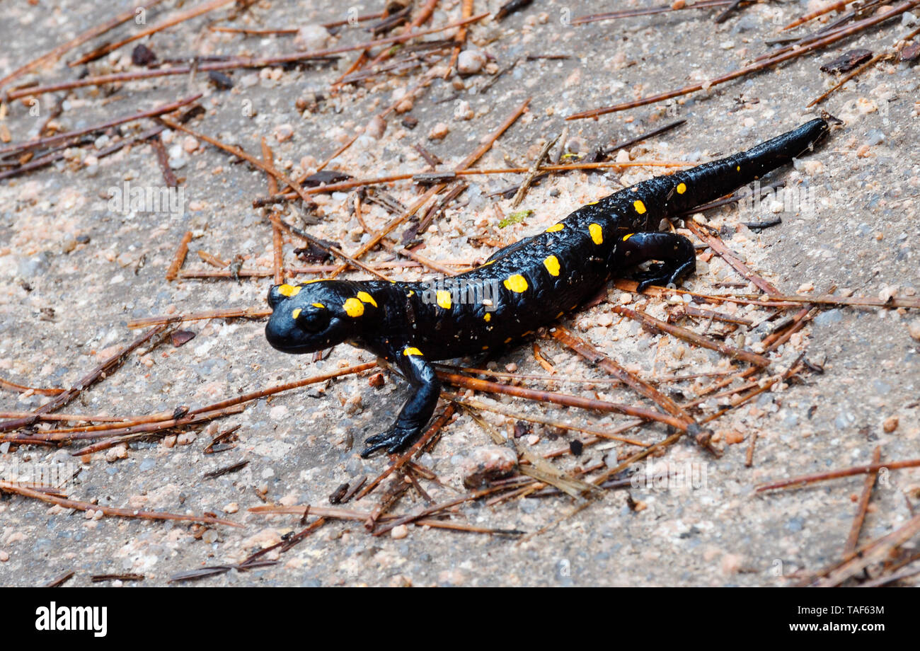 Corsican salamander (Salamandra corsica) on rock, Corsica, France Stock ...