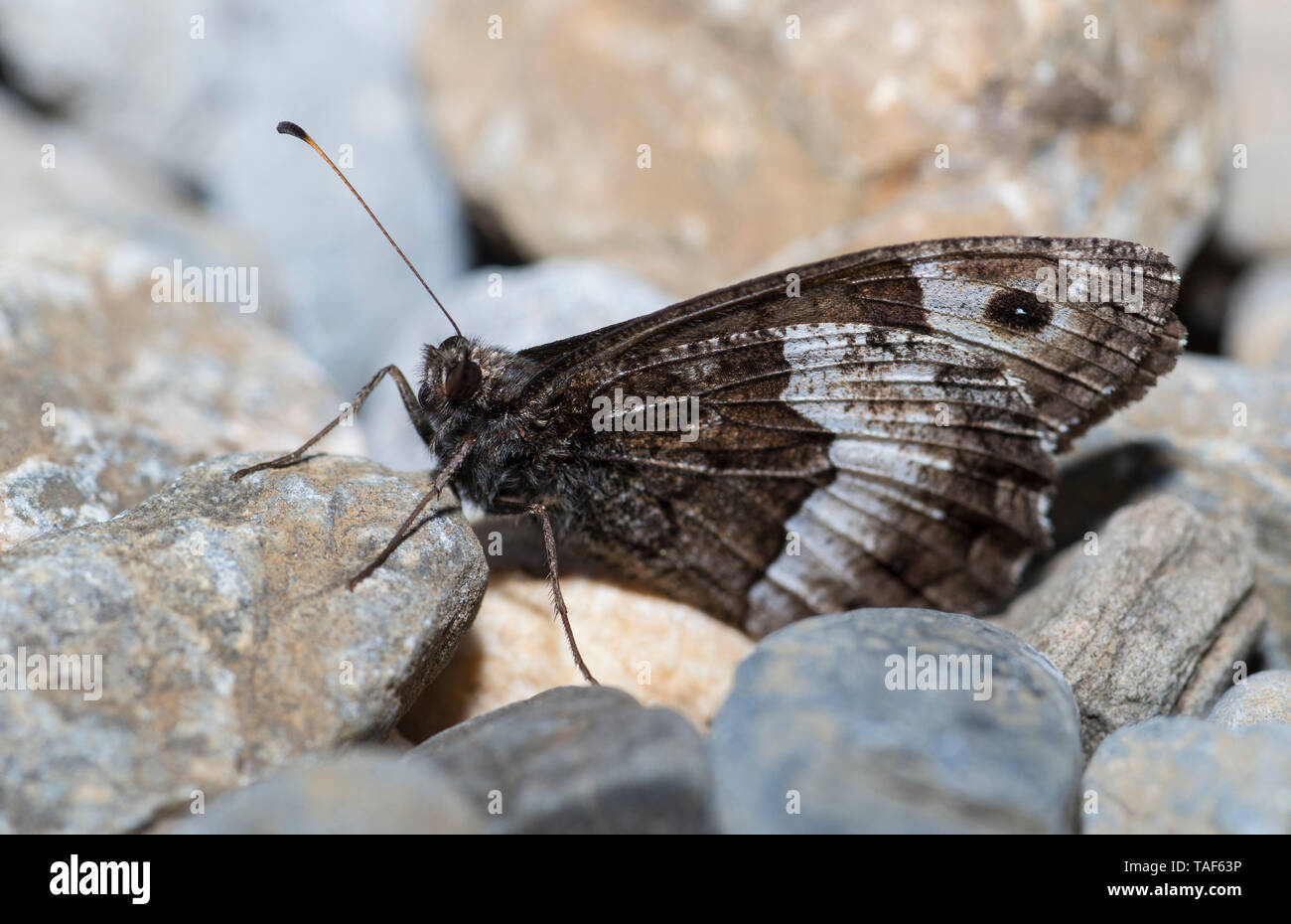 Hipparchia genava hi-res stock photography and images - Alamy