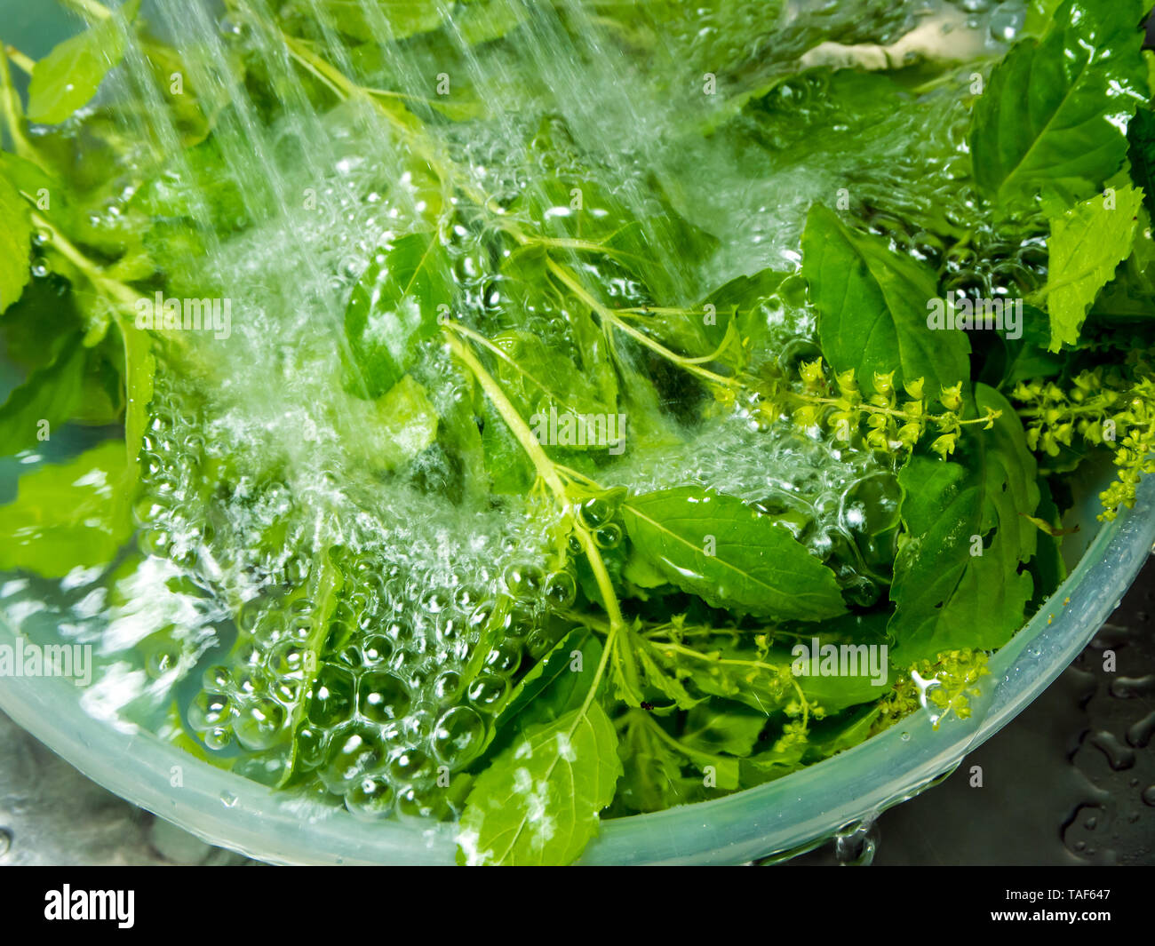 Washing basil hi-res stock photography and images - Alamy