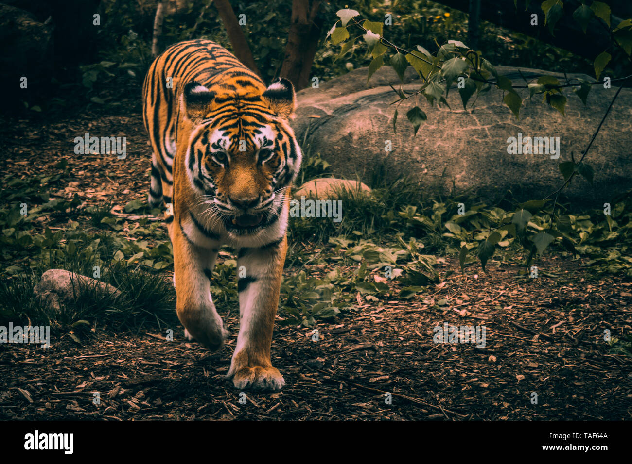 Tiger jungle hi-res stock photography and images - Alamy