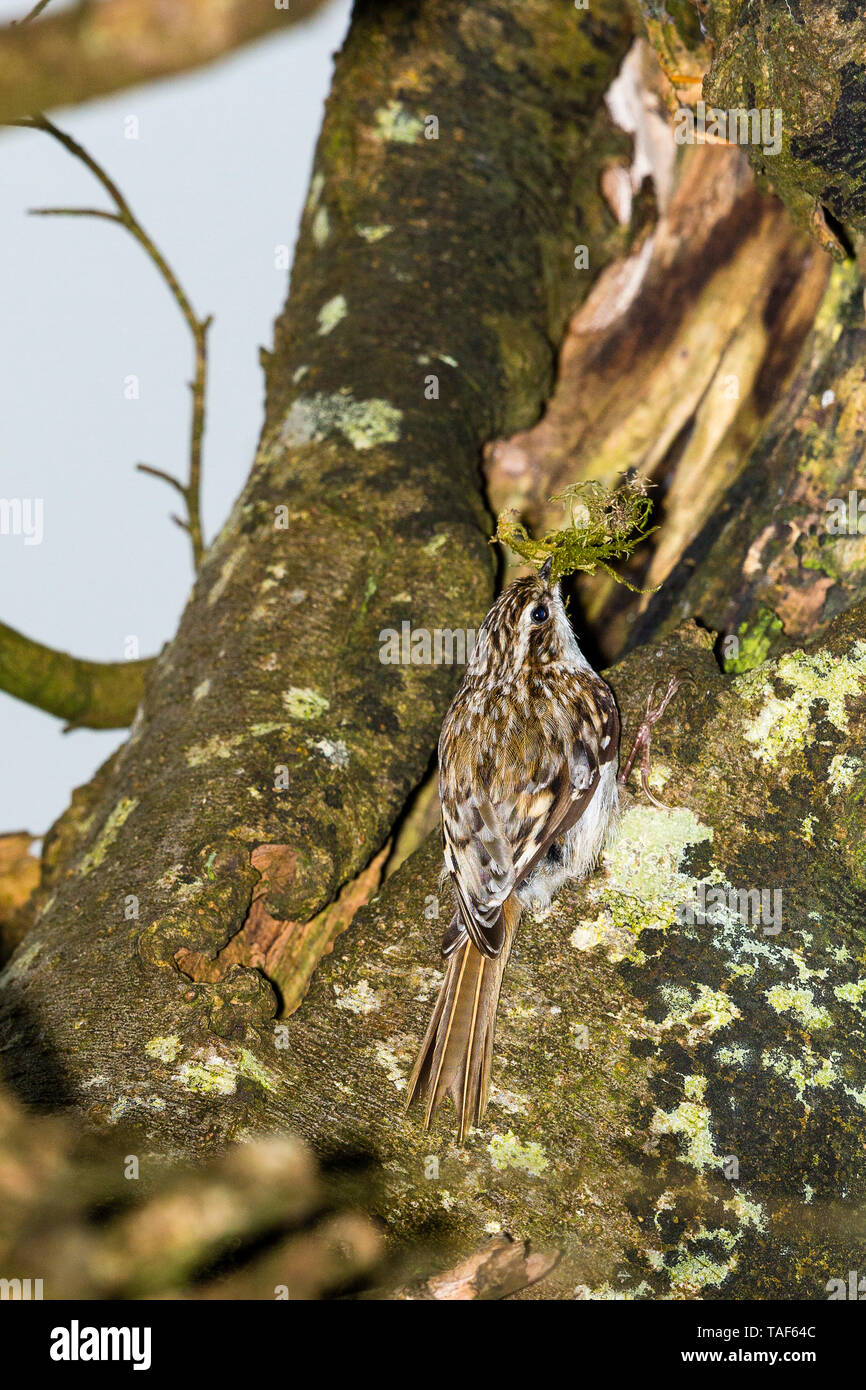 Tree-creeper at it's nest in spring in mid Wales Stock Photo - Alamy