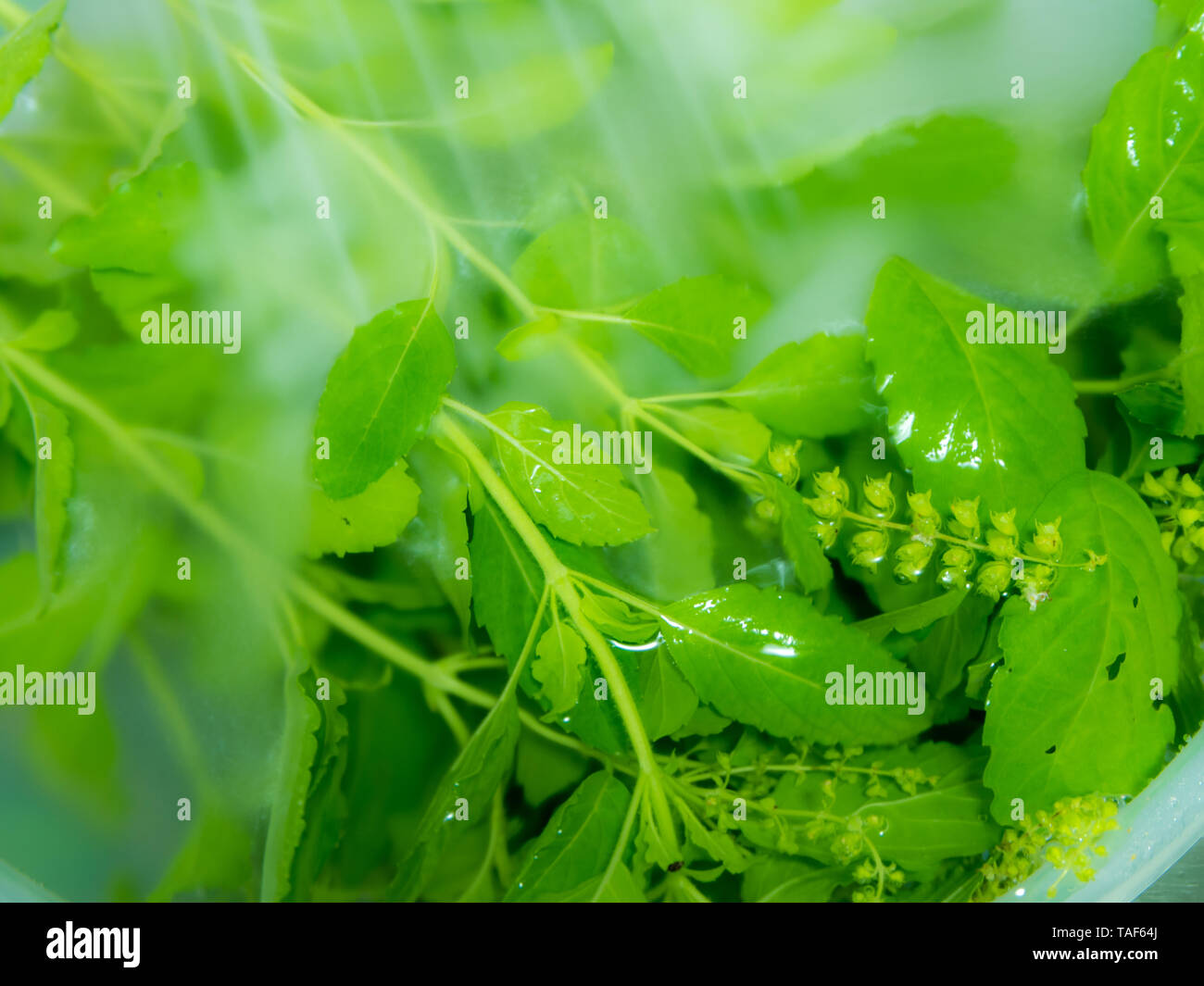 Washing basil hi-res stock photography and images - Alamy