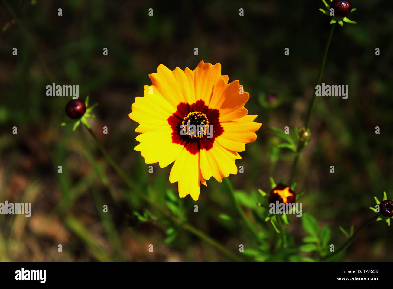 Ashley ferrone hi-res stock photography and images - Alamy