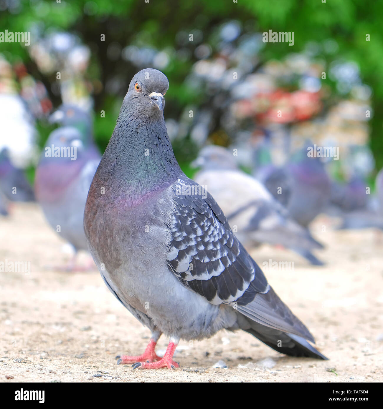 Pigeon waving hi-res stock photography and images - Alamy
