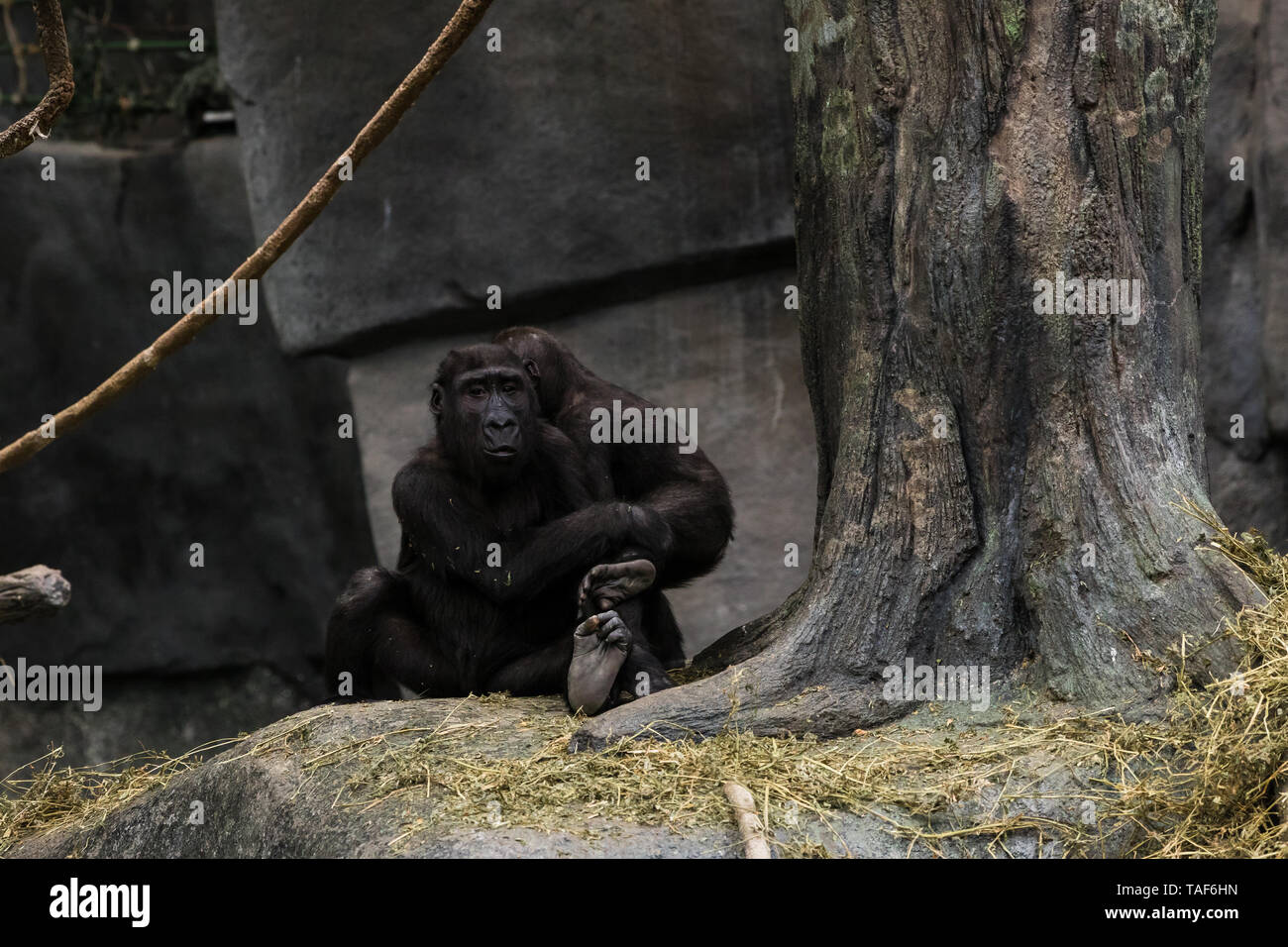 Gorillas playing zoo hi-res stock photography and images - Alamy