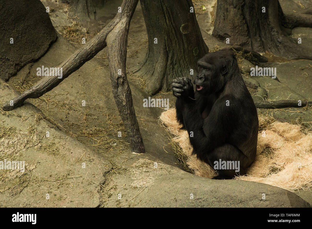 A gorilla holding its hands together and mouth open Stock Photo - Alamy