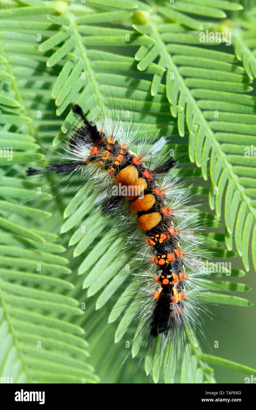 Rusty Tussock Moth (Orgyia antiqua) on foliage, Brittany, France Stock ...