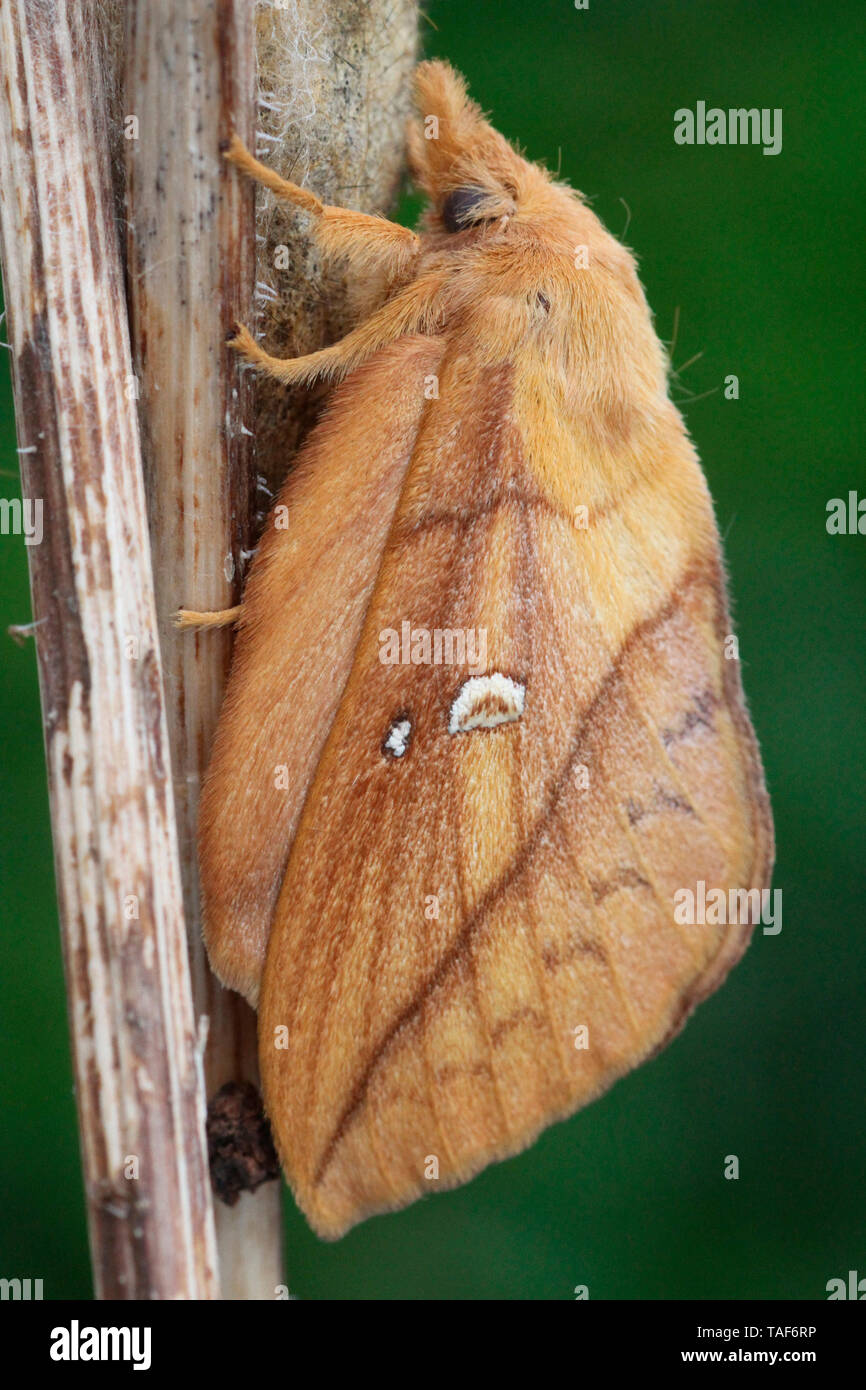 Drinker moth (Euthrix potatoria), Brittany, France Stock Photo - Alamy