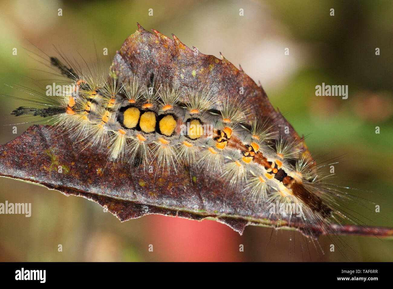 Rusty Tussock Moth (Orgyia antiqua) on rose leaf, Brittany, France ...