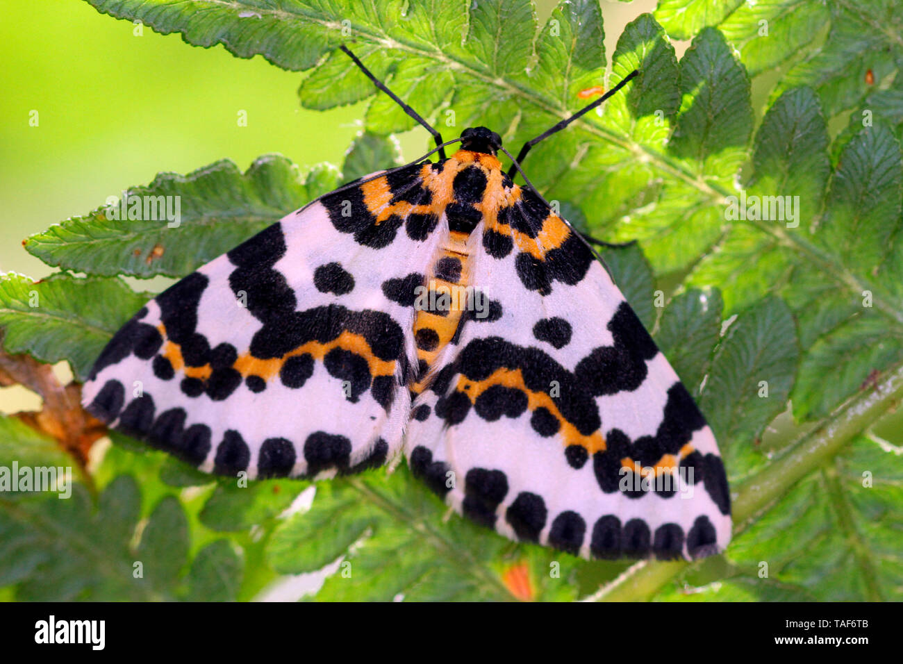 Magpie Moth Abraxas Grossulariata On A Fern Brittany France Stock