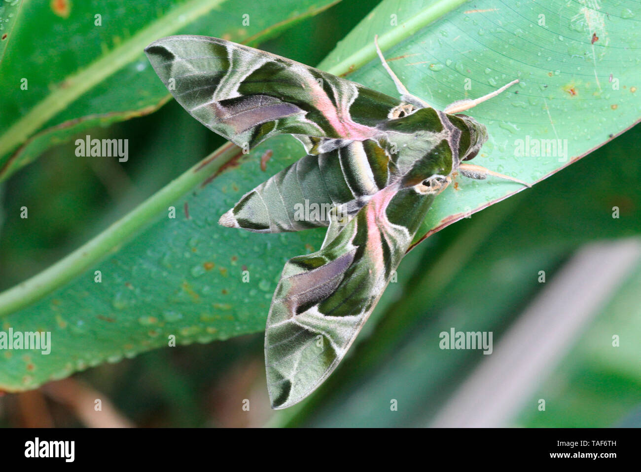 Sphinx nerii hi-res stock photography and images - Alamy
