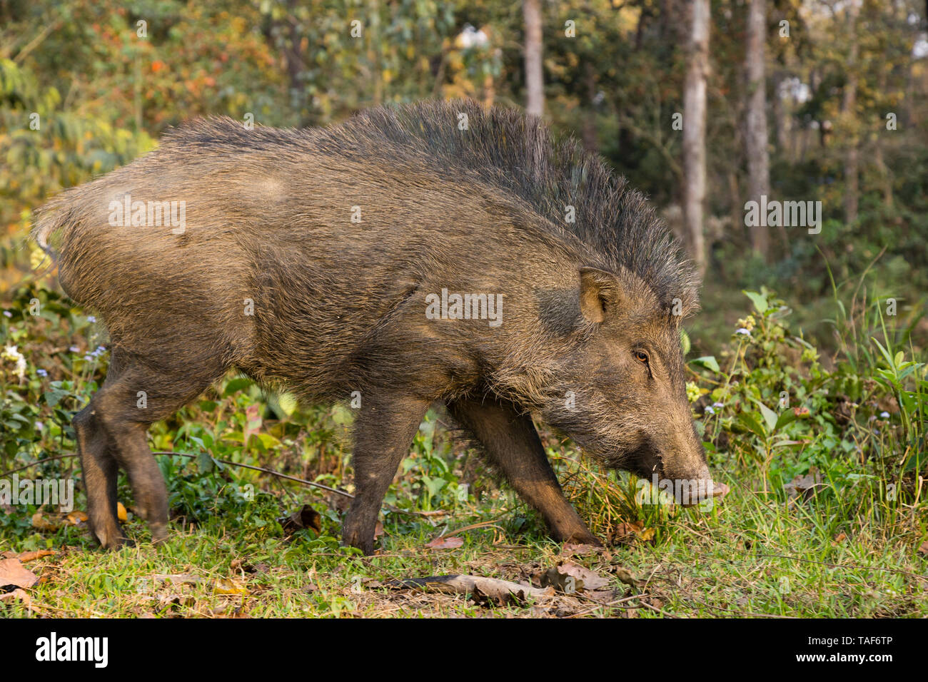 Indian Wild Boar Stock Photos & Indian Wild Boar Stock Images - Alamy