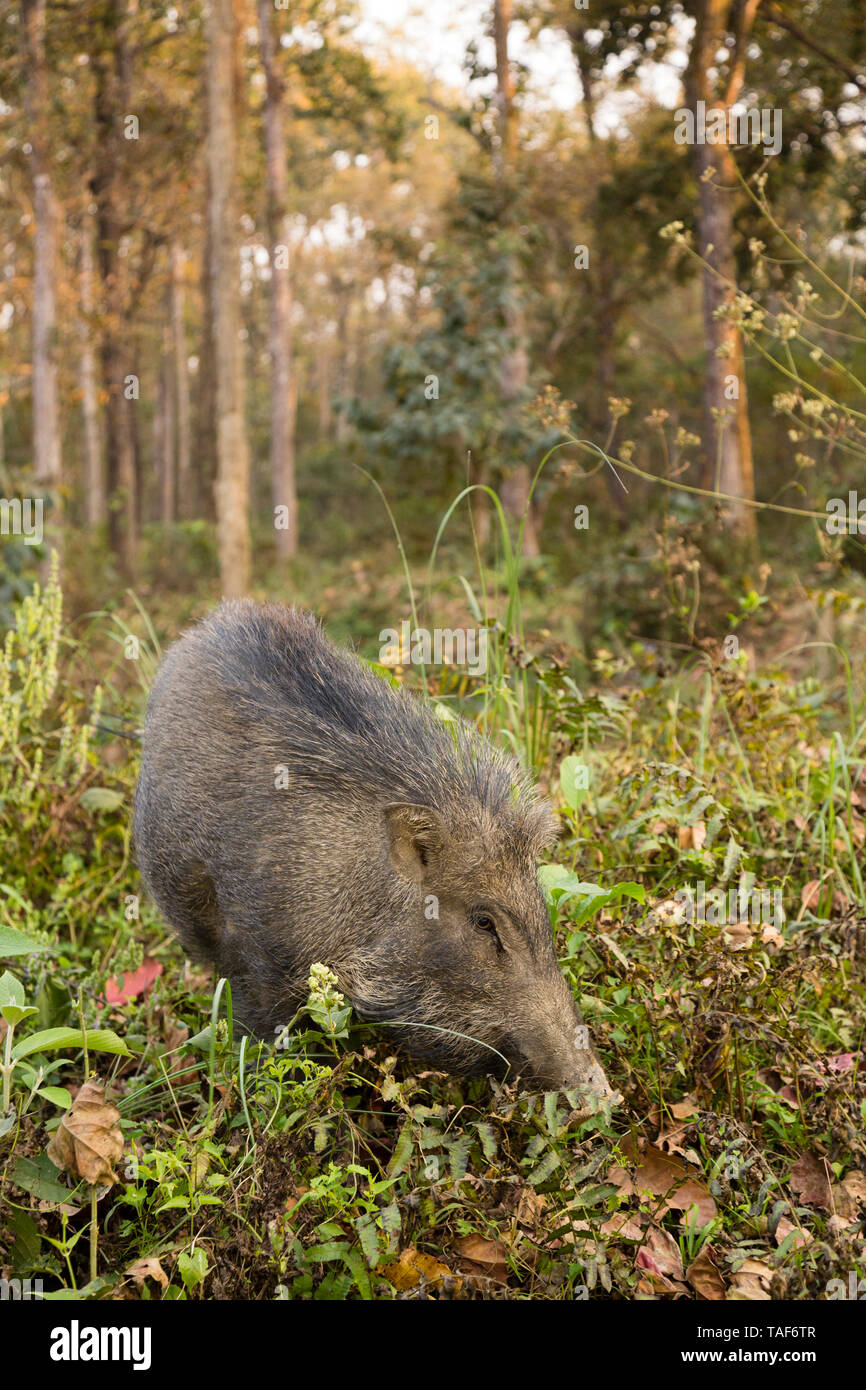 Indian Wild Boar Stock Photos & Indian Wild Boar Stock Images - Alamy