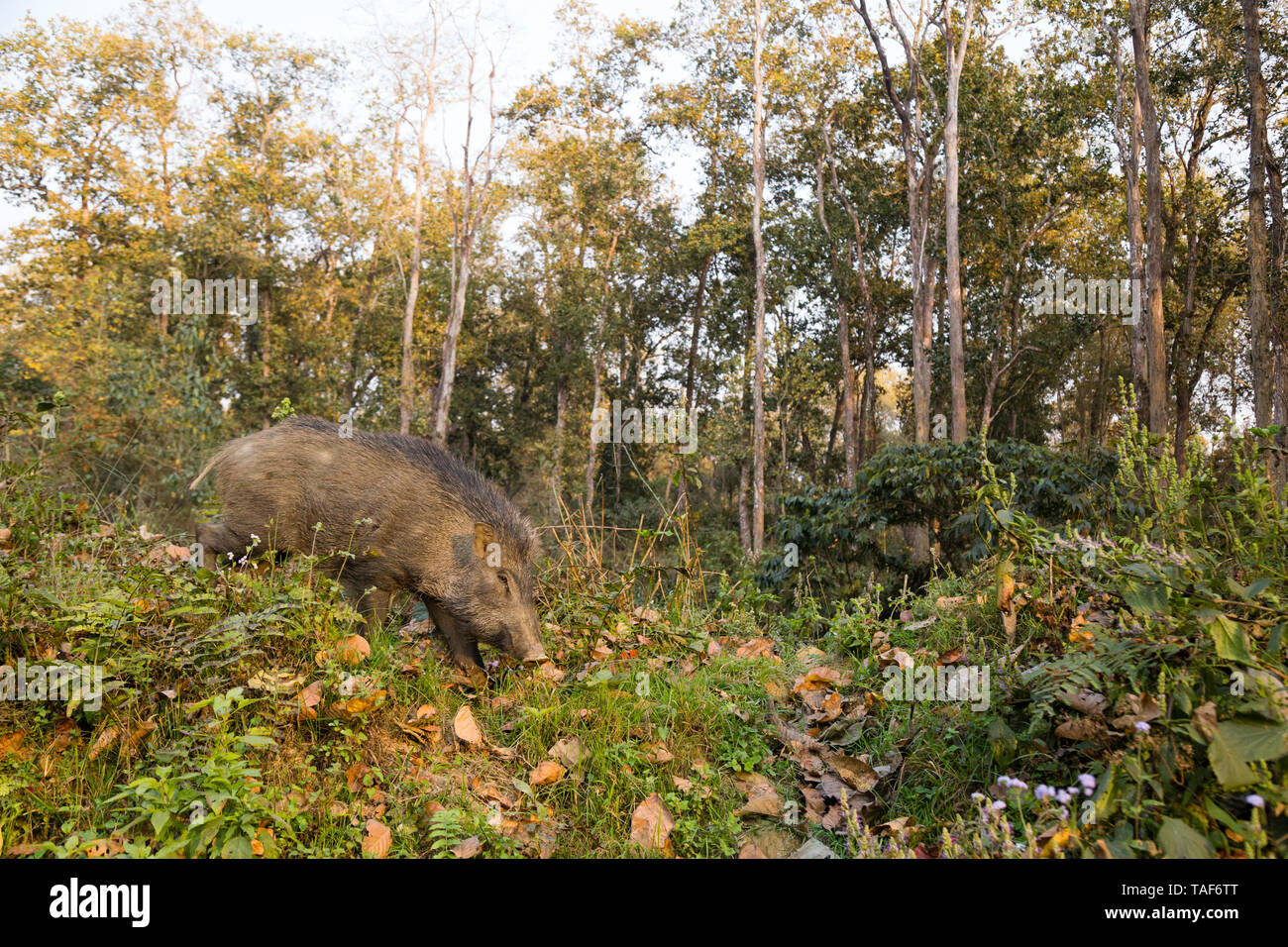 Indian Wild Boar Sus Scrofa Cristatus High Resolution Stock Photography ...