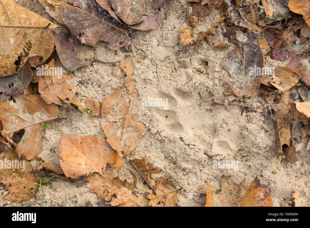 Tiger Footprints High Resolution Stock Photography and Images - Alamy
