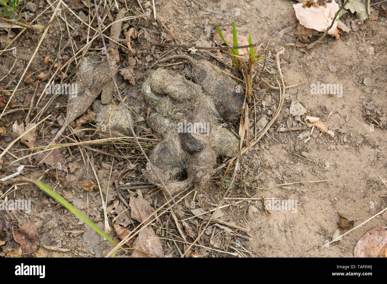Animal Excretion High Resolution Stock Photography and Images - Alamy