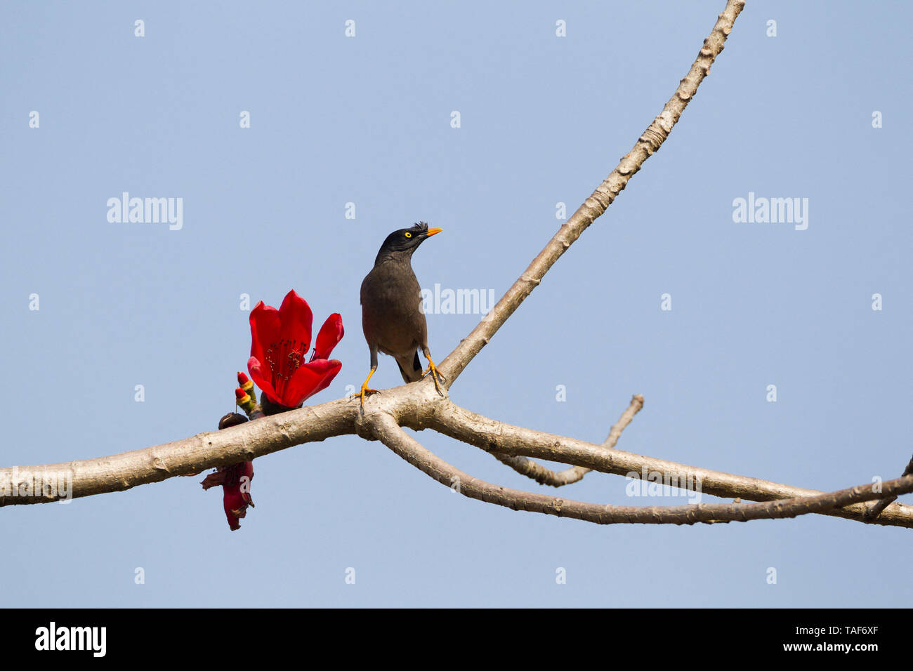 Cotton Tree Bombax Ceiba High Resolution Stock Photography and Images ...