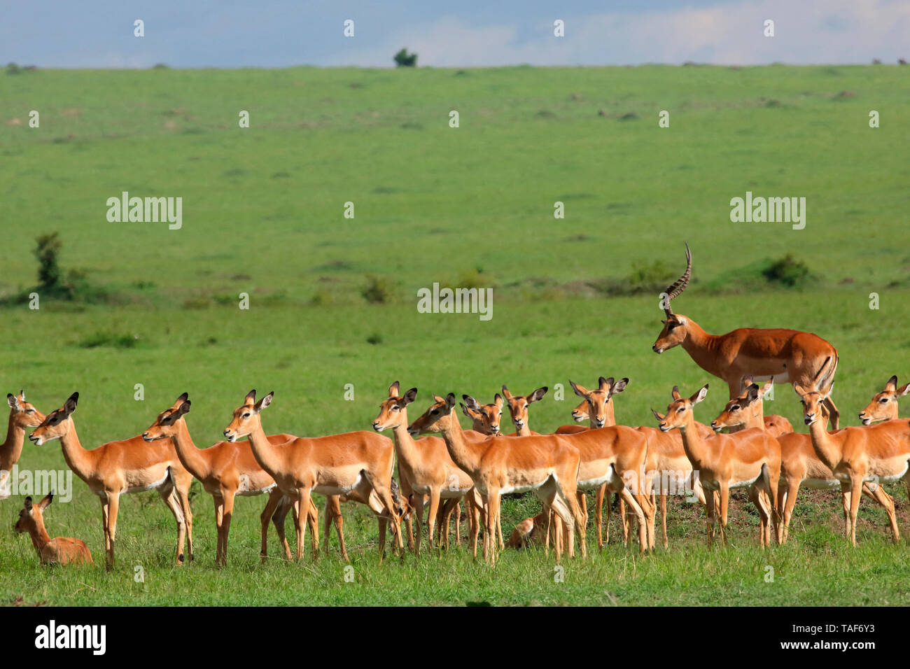 Impala (Aepyceros melampus) male and harem, Masai Mara, Kenya Stock ...