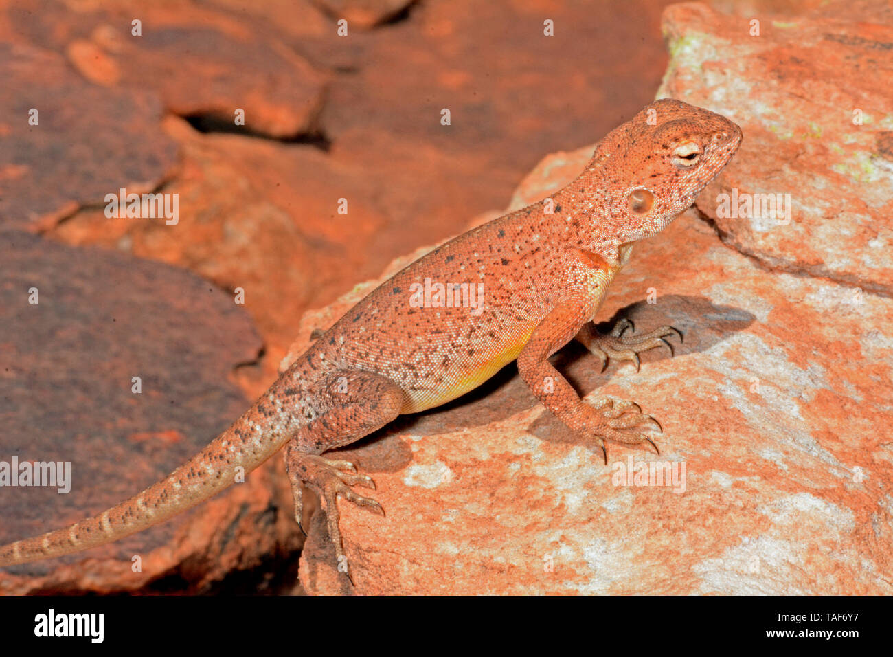 Central netted dragon (Ctenophorus nuchalis), King Canyons, NT ...