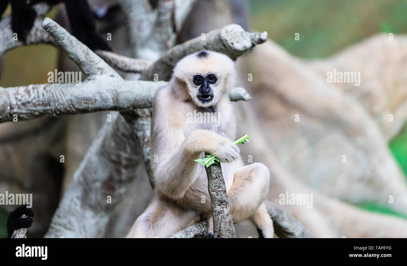 Closeup white cheeked gibbon hi-res stock photography and images - Alamy