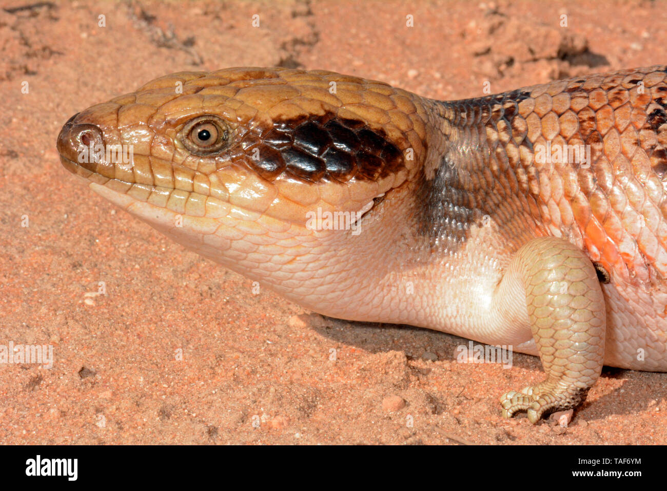 Western Blue-tongued Lizard (Tiliqua occipitalis), Kalbarri National ...
