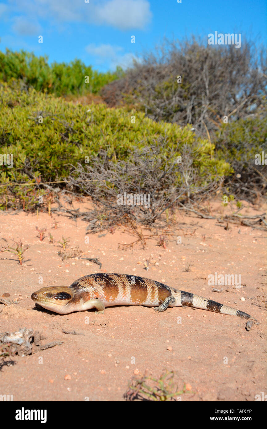 Western Blue-tongued Lizard (Tiliqua occipitalis), Kalbarri National ...