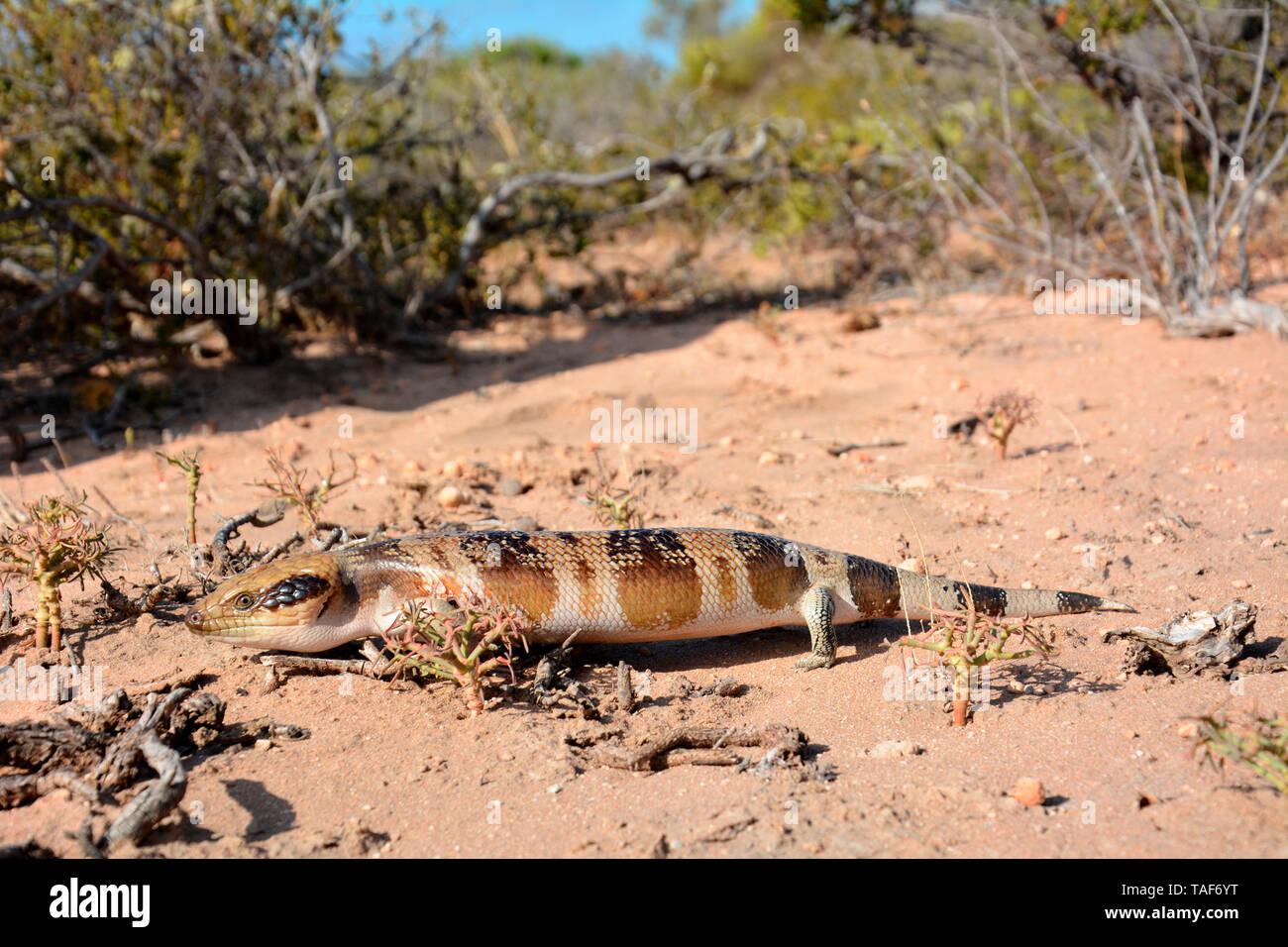 Western Blue-tongued Lizard (Tiliqua occipitalis), Kalbarri National ...