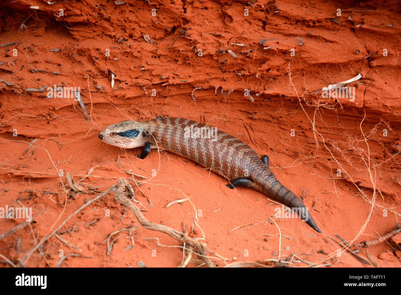 Centralian Blue-Tongued Skink (Tiliqua multifasciata, Mount Conner Red ...
