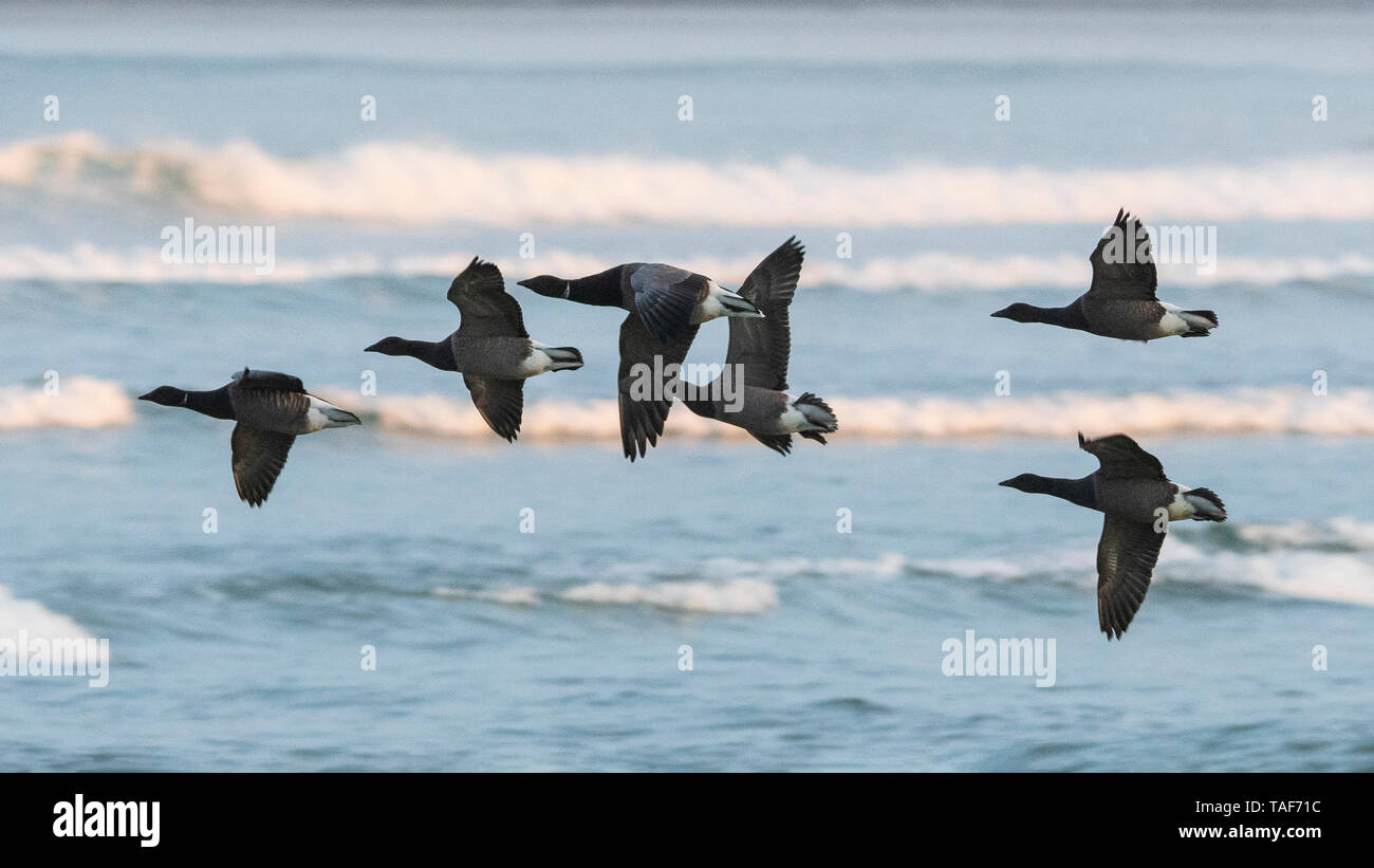 Series bird shots hi-res stock photography and images - Alamy