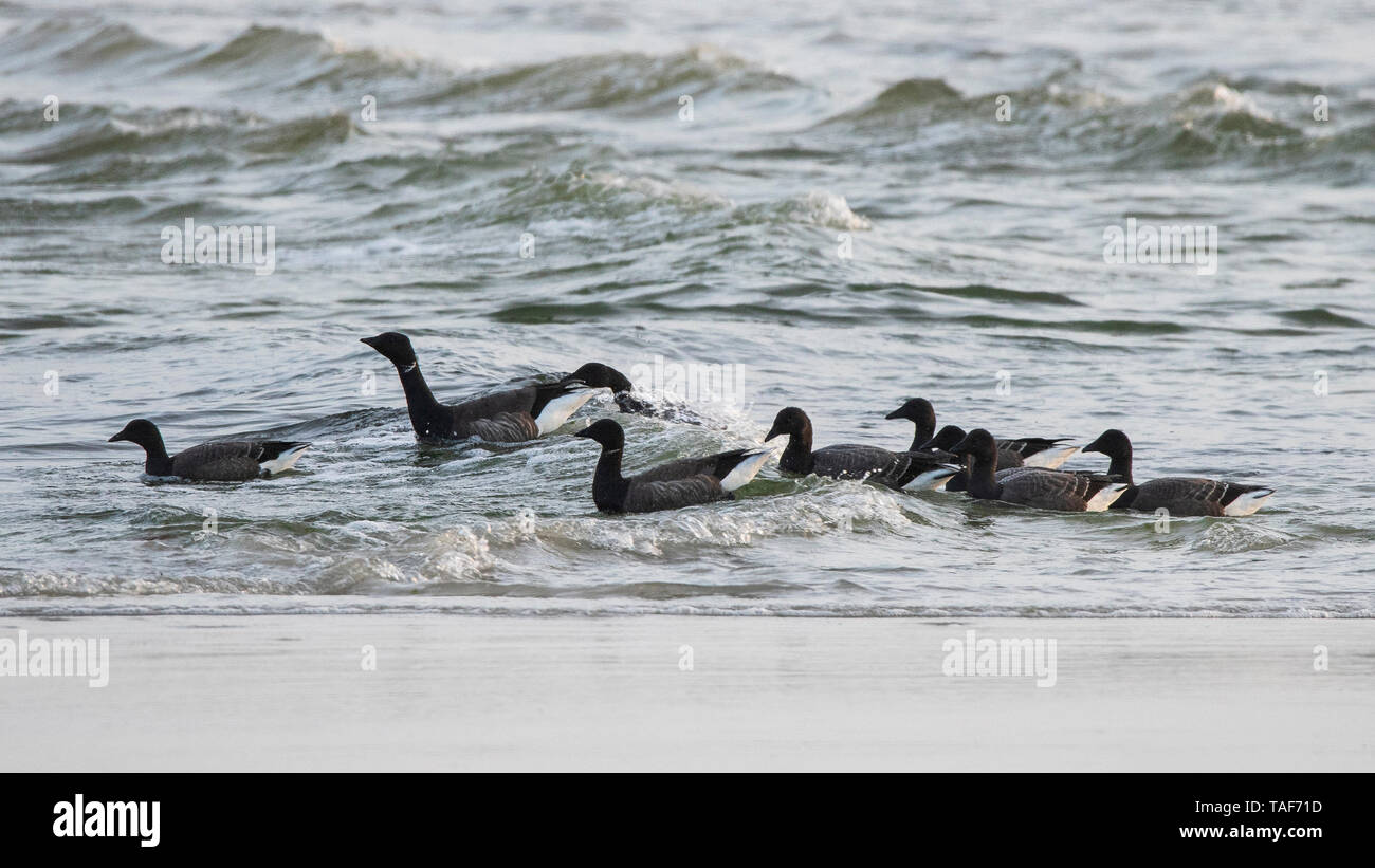 Brant Goose (Branta bernicla) in flight, Baie de Morlaix, Bretagne ...
