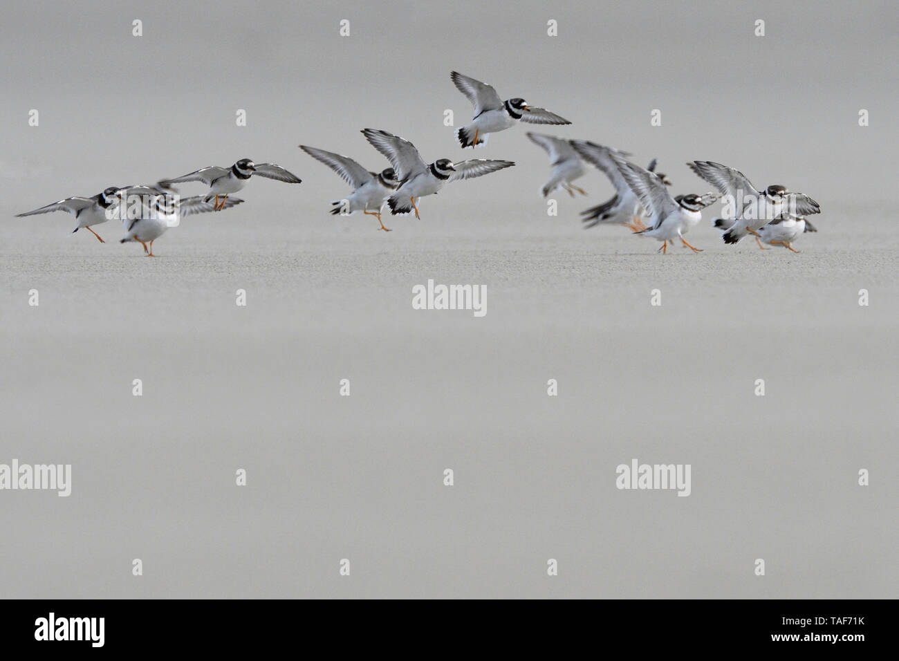 Common Ringed Plover (Charadrius hiaticula) in flight, Baie de Morlaix ...