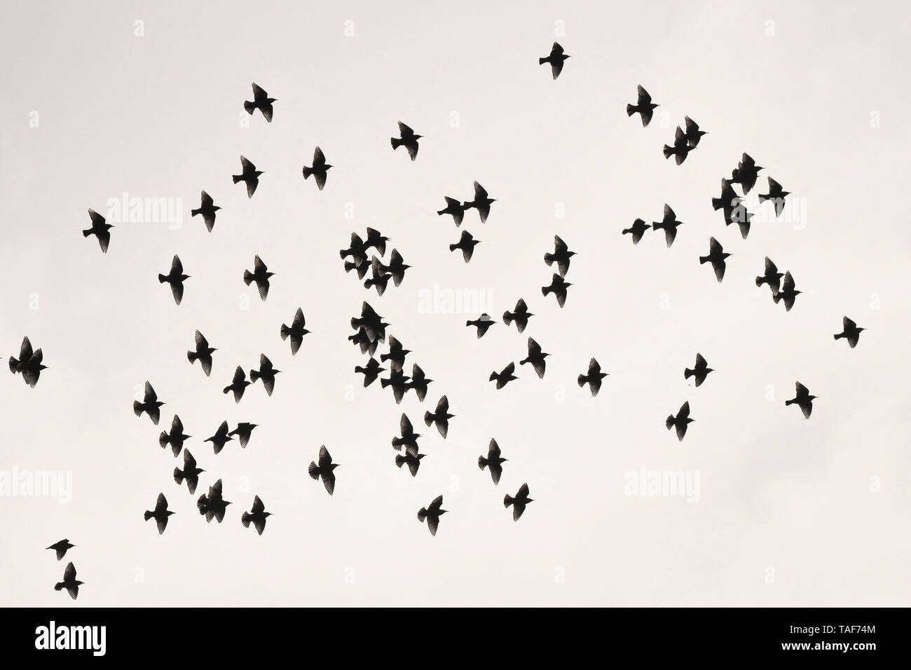 Common Starling (Sturnus vulgaris) group in flight, Brittany France ...