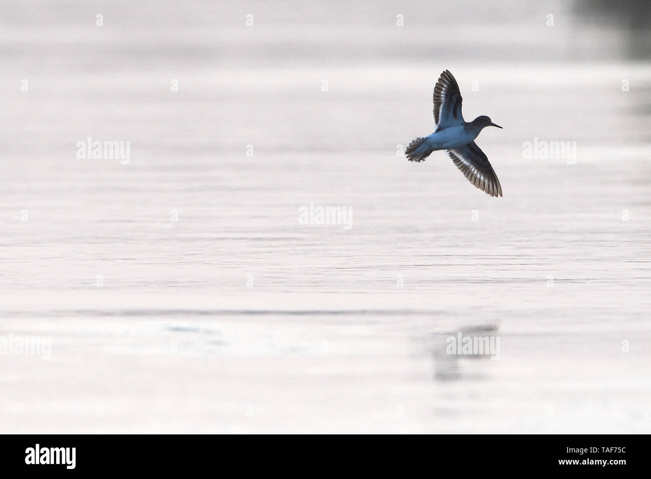 Common Sandpiper (Actitis hypoleucos), in flight, Loire bank, France ...