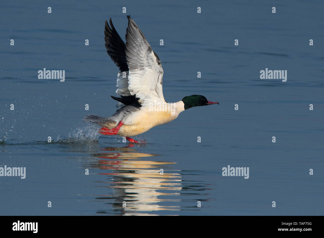 Common Merganser (Mergus merganser) in flight, Lac du Der, Champagne ...