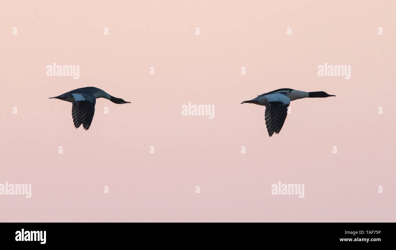 Common Merganser (Mergus merganser) in flight, Lac du Der, Champagne ...