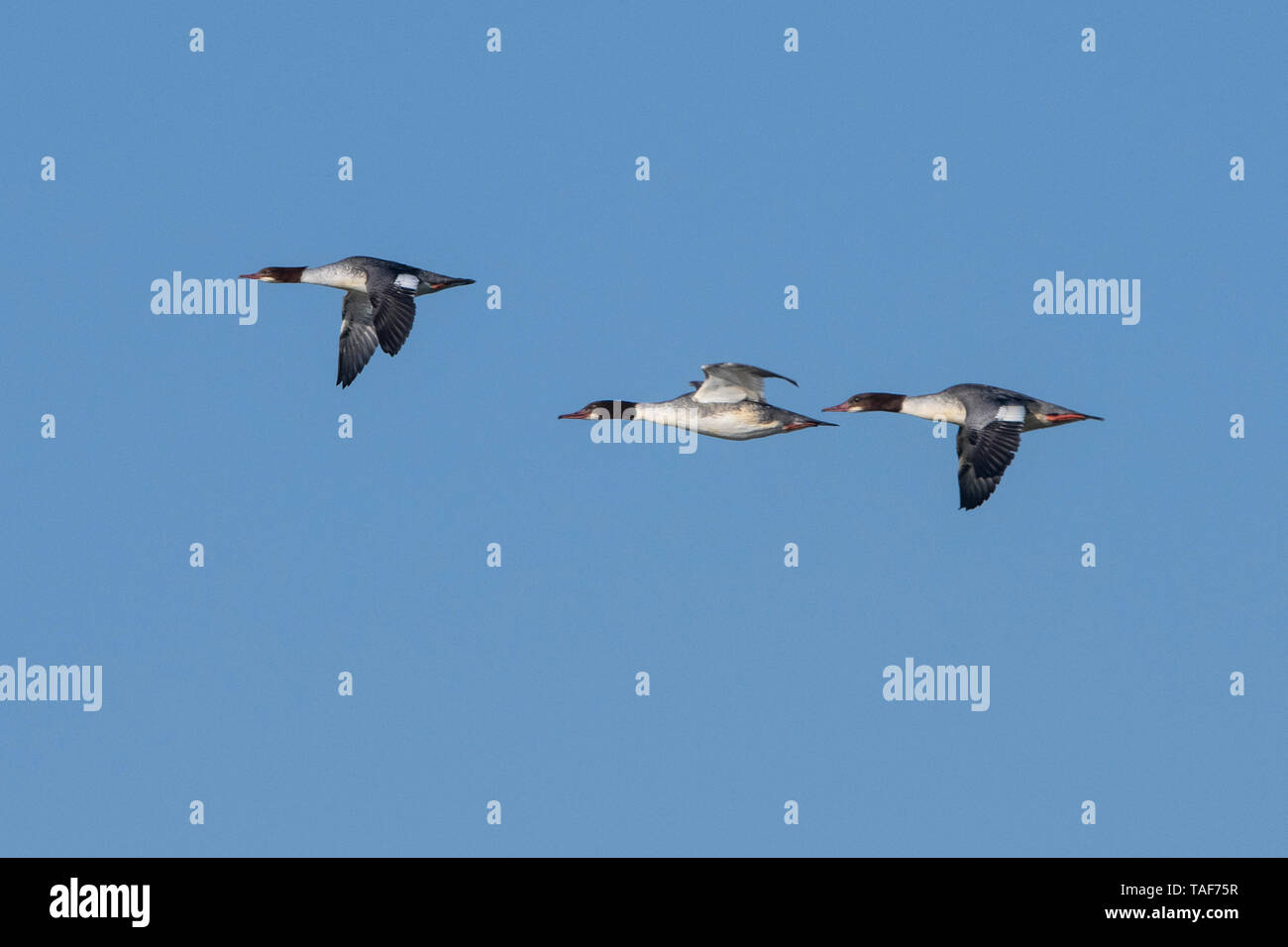 Common Merganser (Mergus merganser) in flight, Lac du Der, Champagne ...