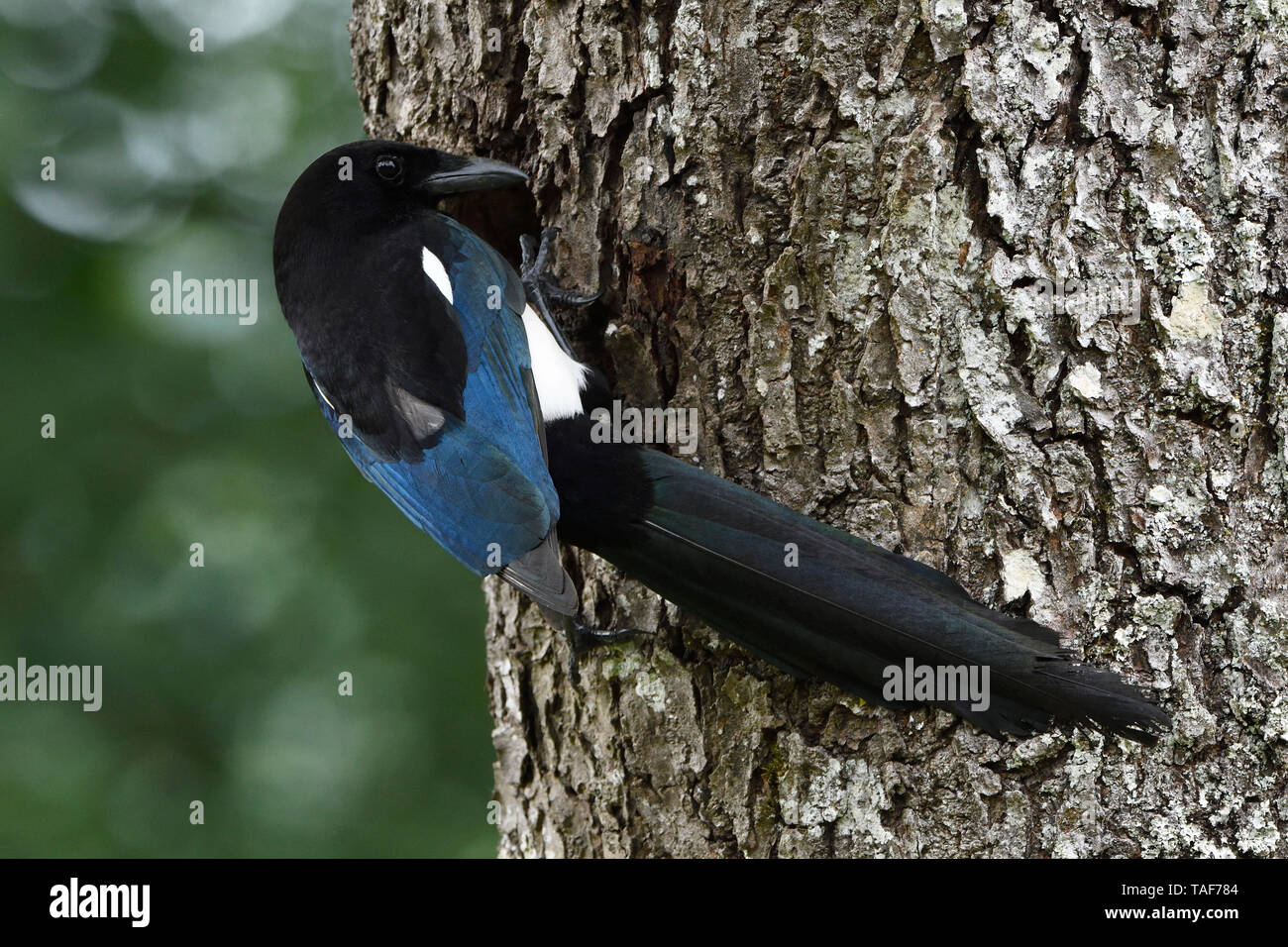 Black-billed Magpie (Pica pica) visiting nest of Hoopoe in a cherry ...