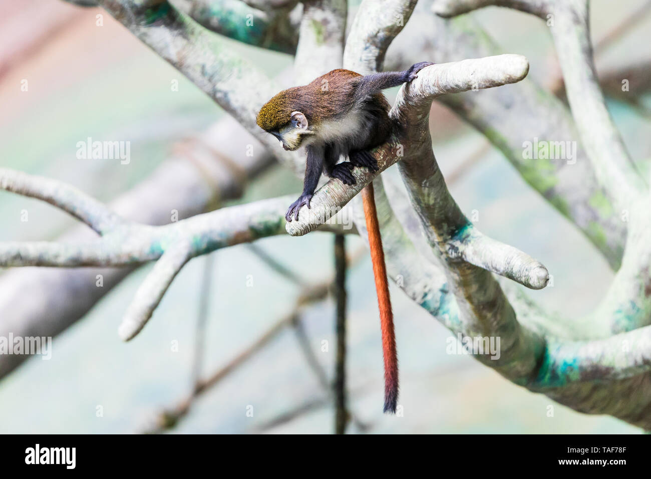 Golden tamarin monkey hi-res stock photography and images - Alamy
